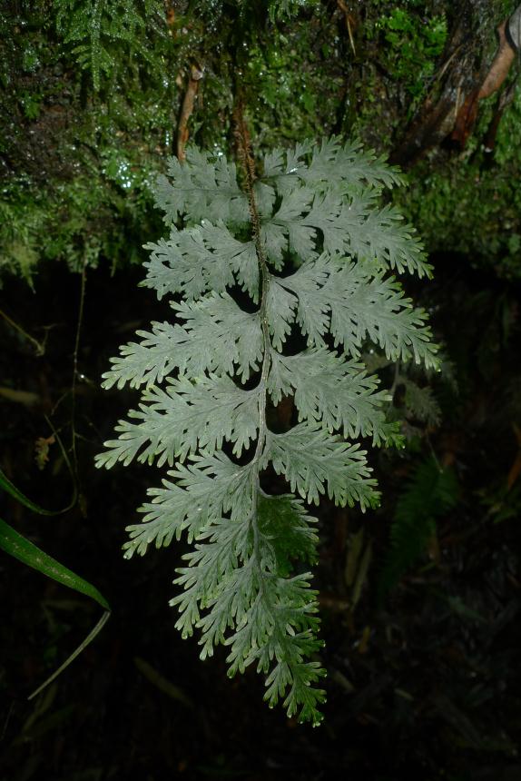 Flora of New Zealand | Taxon Profile | Hymenophyllum scabrum