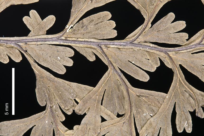 Flora of New Zealand | Taxon Profile | Hymenophyllum polyanthos