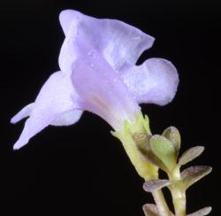 Flora of New Zealand | Gallery Profile | Thyridia repens