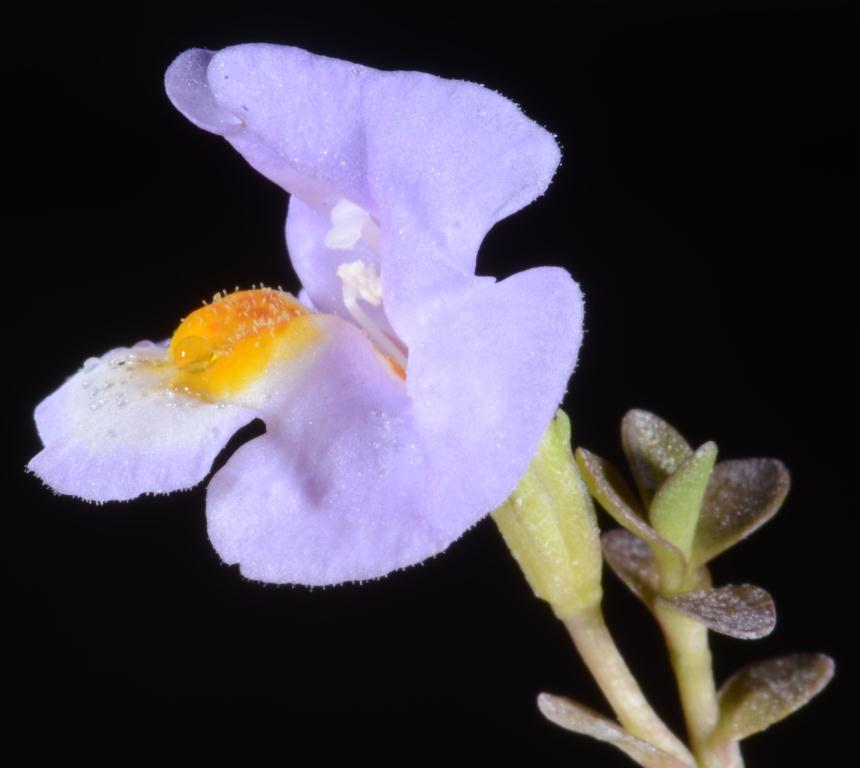 Flora of New Zealand | Gallery Profile | Thyridia repens