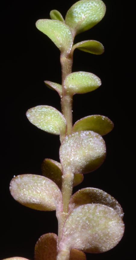 Flora of New Zealand | Gallery Profile | Thyridia repens