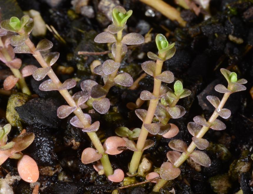 Flora of New Zealand | Gallery Profile | Thyridia repens