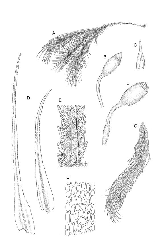 Flora of New Zealand | Taxon Profile | Cryptopodium bartramioides