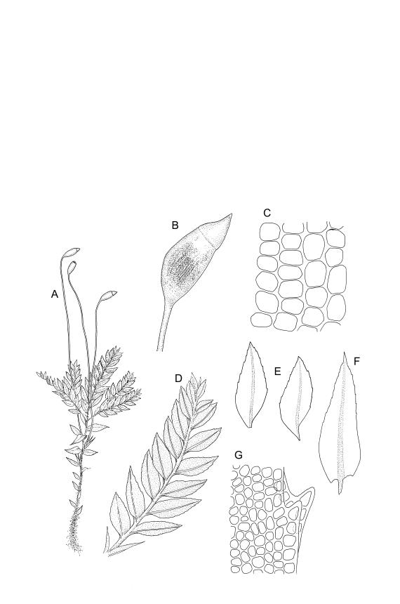 Flora of New Zealand | Taxon Profile | Pyrrhobryum bifarium