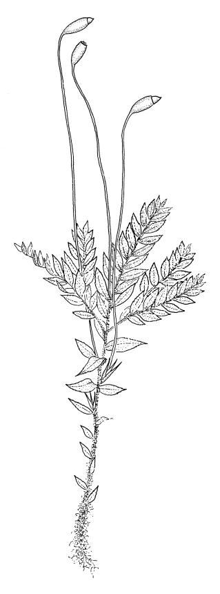 Flora of New Zealand | Taxon Profile | Pyrrhobryum