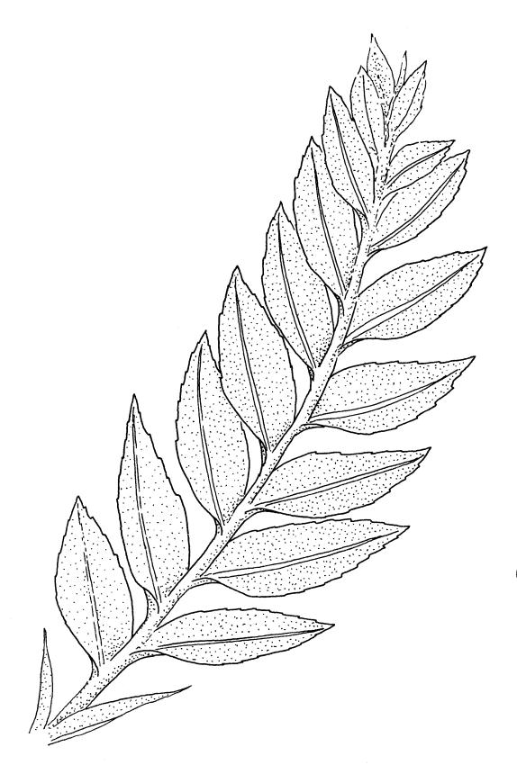 Flora of New Zealand | Taxon Profile | Pyrrhobryum bifarium