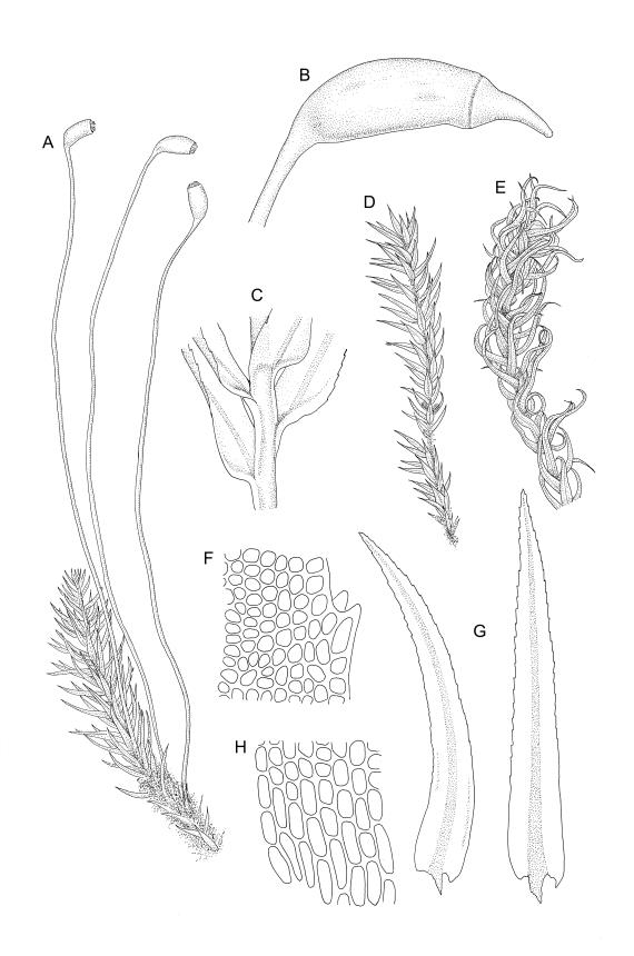 Flora of New Zealand | Taxon Profile | Pyrrhobryum mnioides subsp ...