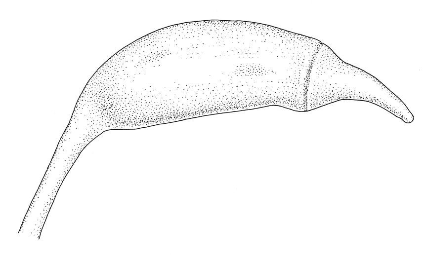 Flora of New Zealand | Taxon Profile | Pyrrhobryum mnioides subsp ...