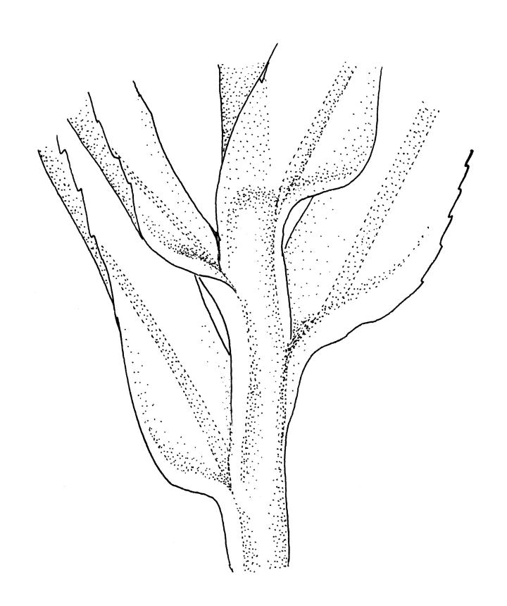 Flora of New Zealand | Taxon Profile | Pyrrhobryum mnioides subsp ...