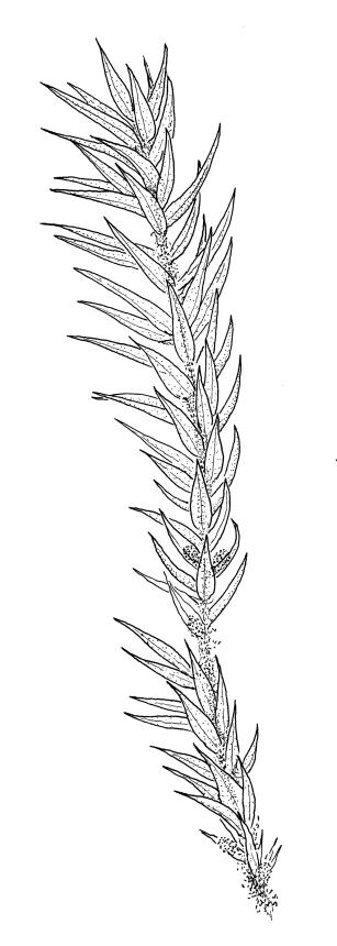 Flora of New Zealand | Taxon Profile | Pyrrhobryum mnioides subsp ...