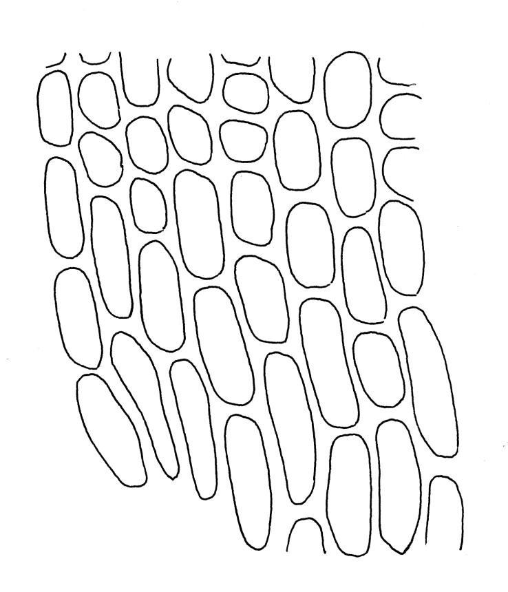 Flora of New Zealand | Taxon Profile | Pyrrhobryum mnioides subsp ...