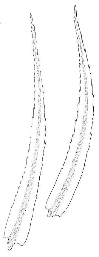 Flora of New Zealand | Taxon Profile | Pyrrhobryum paramattense