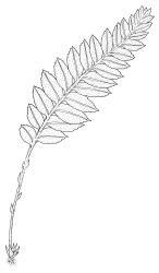 Flora of New Zealand | Taxon Profile | Rhizogonium distichum
