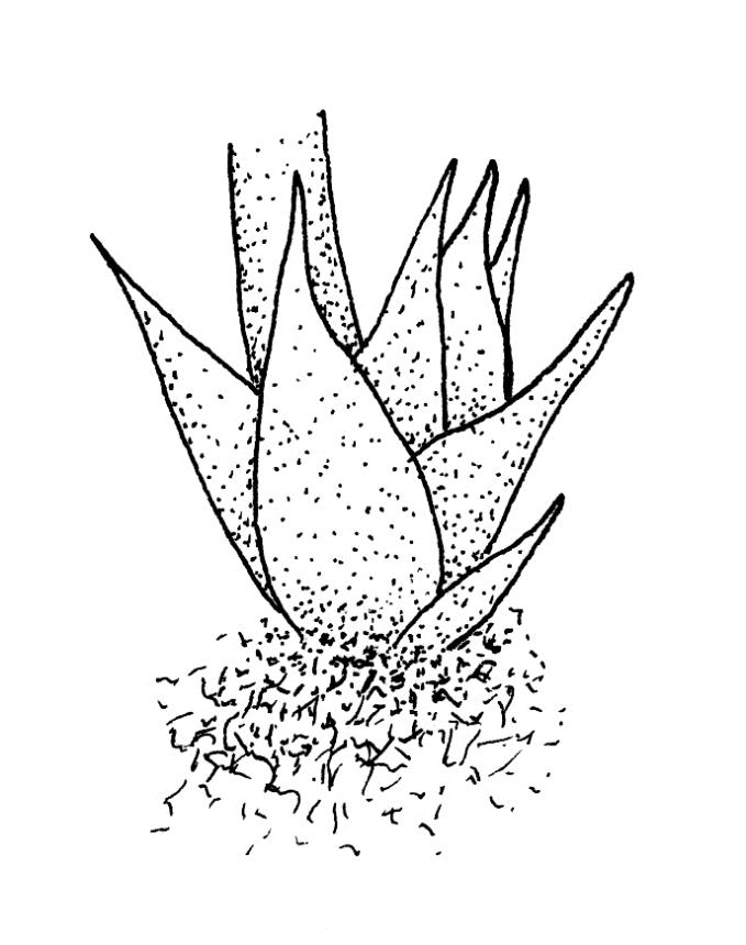 Flora of New Zealand | Taxon Profile | Rhizogonium distichum