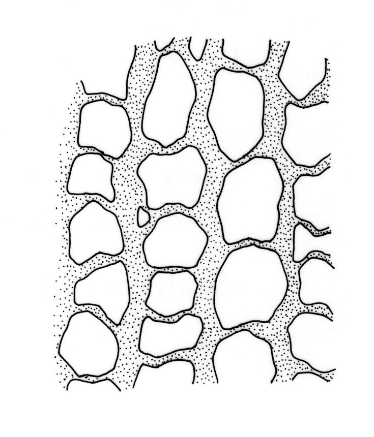 Flora of New Zealand | Taxon Profile | Sematophyllum kirkii