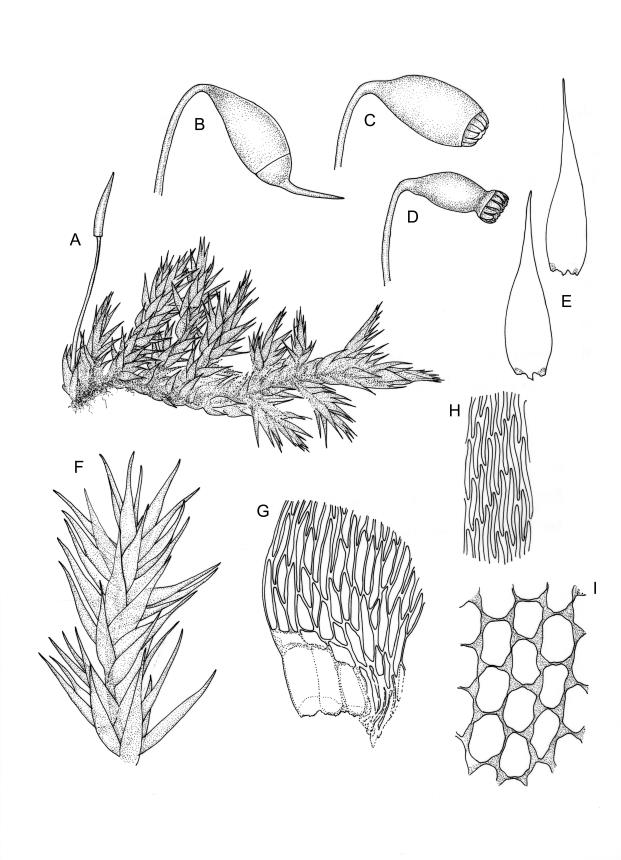 Flora of New Zealand | Taxon Profile | Sematophyllum subhumile var ...