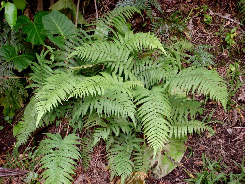 Flora of New Zealand | Taxon Profile | Christella