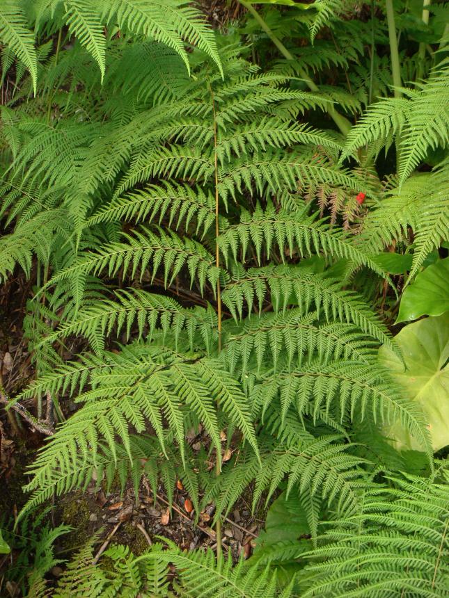 Flora of New Zealand | Taxon Profile | Macrothelypteris torresiana