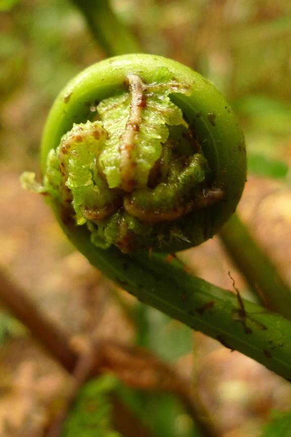 Flora of New Zealand | Taxon Profile | Pakau pennigera