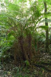 Flora of New Zealand | Taxon Profile | Pakau pennigera