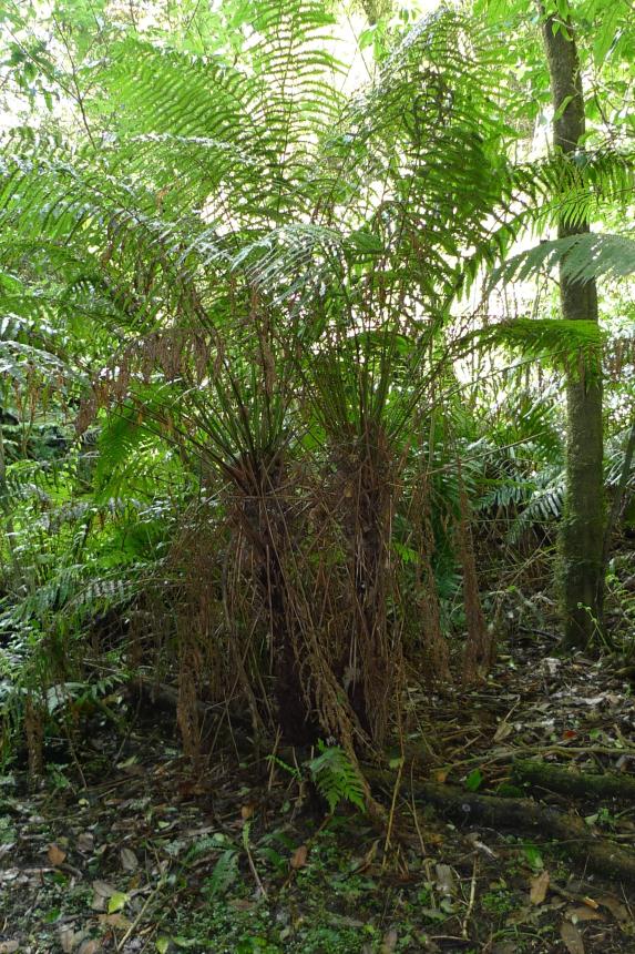 Flora of New Zealand | Taxon Profile | Pneumatopteris pennigera
