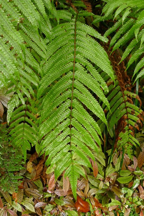 Flora of New Zealand | Taxon Profile | Thelypteridaceae