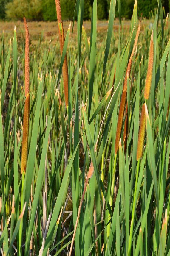 Flora of New Zealand | Gallery Profile | Typha orientalis