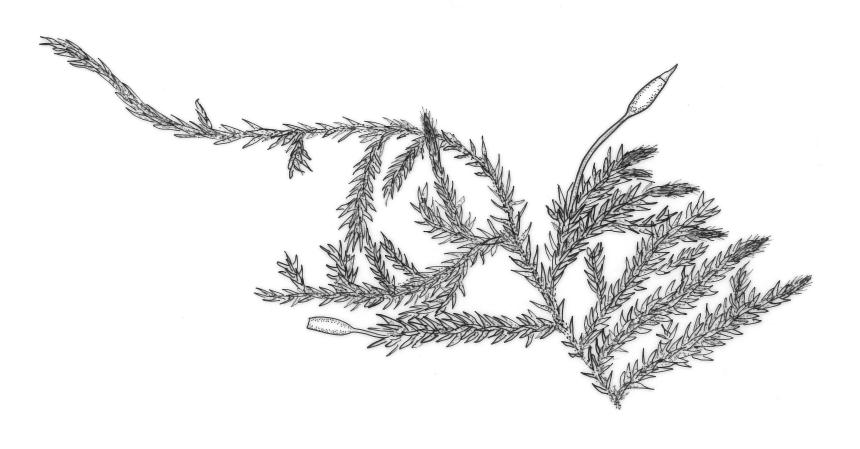 Flora of New Zealand | Taxon Profile | Macrocoma tenue subsp. tenue