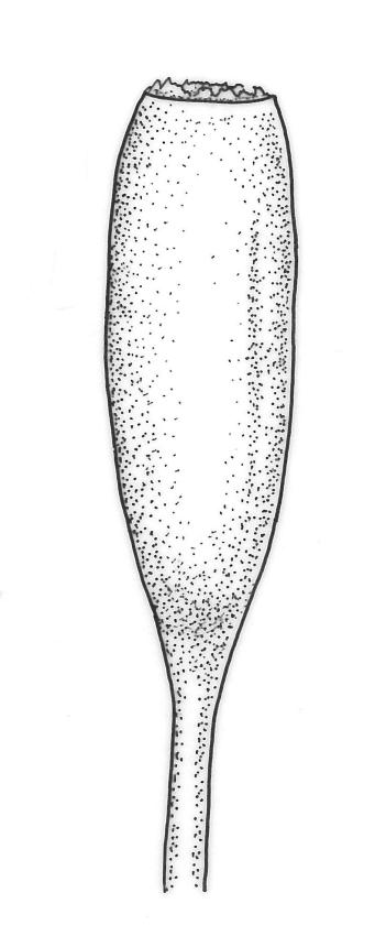 Flora of New Zealand | Taxon Profile | Macrocoma tenue