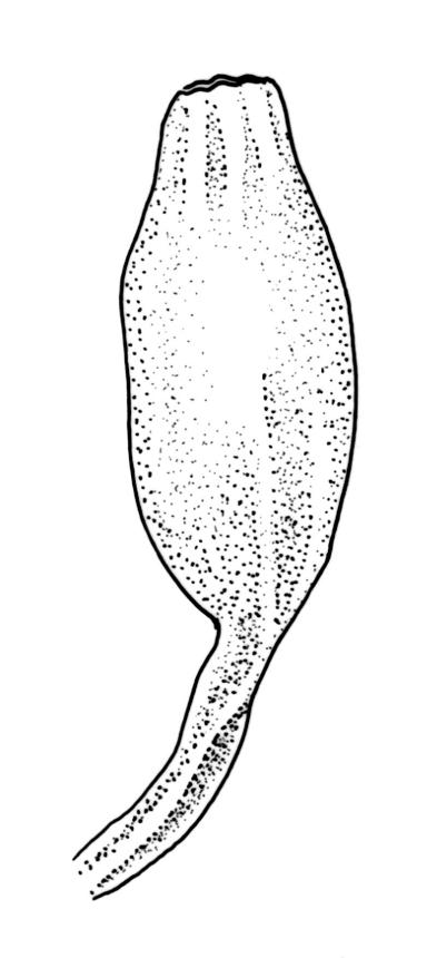 Flora of New Zealand | Taxon Profile | Macromitrium brevicaule