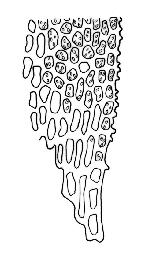 Flora of New Zealand | Taxon Profile | Zygodon intermedius
