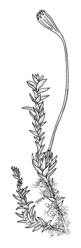 Flora of New Zealand | Taxon Profile | Zygodon