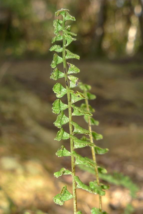 Flora of New Zealand | Taxon Profile | Lindsaea linearis