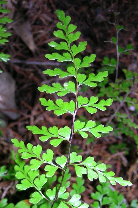 Flora of New Zealand | Taxon Profile | Lindsaea
