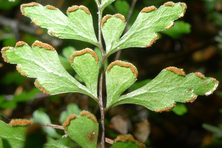 Flora of New Zealand | Taxon Profile | Lindsaeaceae