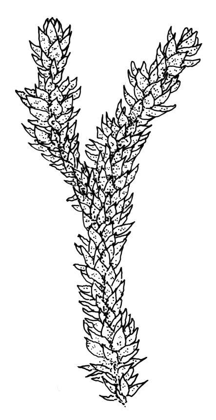 Flora of New Zealand | Taxon Profile | Pulchrinodaceae