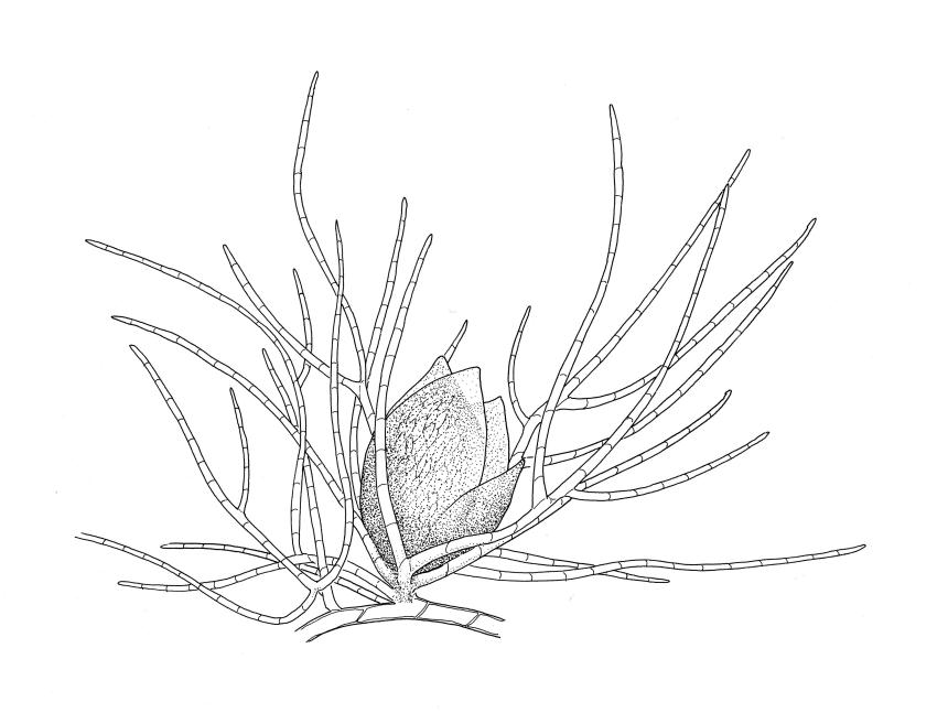 Flora of New Zealand | Taxon Profile | Ephemeropsis trentepohlioides