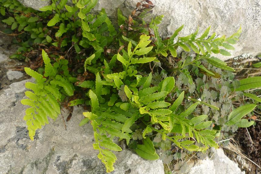 Flora of New Zealand | Taxon Profile | Asplenium lyallii