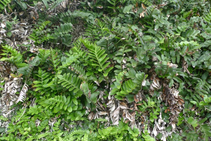 Flora of New Zealand | Taxon Profile | Asplenium obtusatum