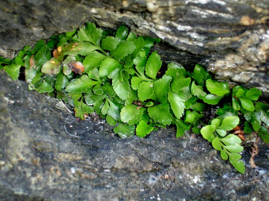 Flora of New Zealand | Taxon Profile | Asplenium pauperequitum
