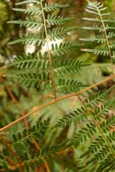 Flora of New Zealand | Taxon Profile | Pteridium esculentum