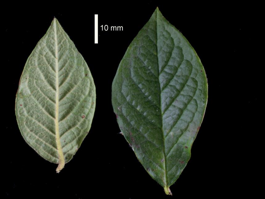 Flora of New Zealand | Taxon Profile | Cotoneaster bullatus var. bullatus