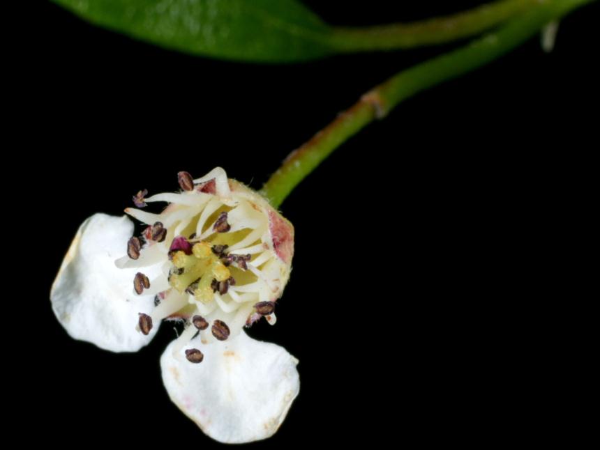 Flora of New Zealand | Taxon Profile | Cotoneaster dammeri