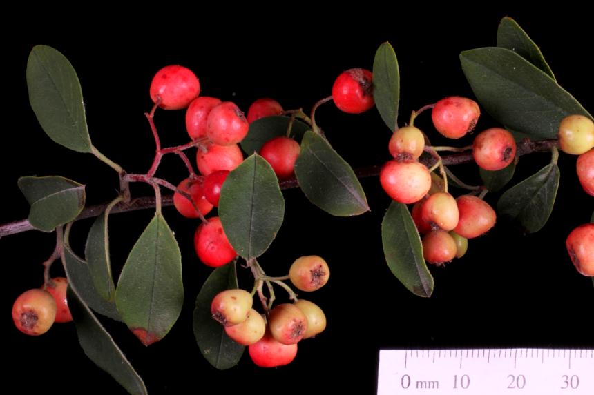 Flora of New Zealand | Taxon Profile | Cotoneaster hebephyllus