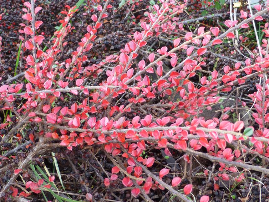 Cotoneaster Horizontalis Perpusillus