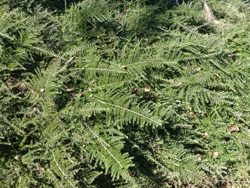 Flora of New Zealand | Taxon Profile | Cotoneaster perpusillus