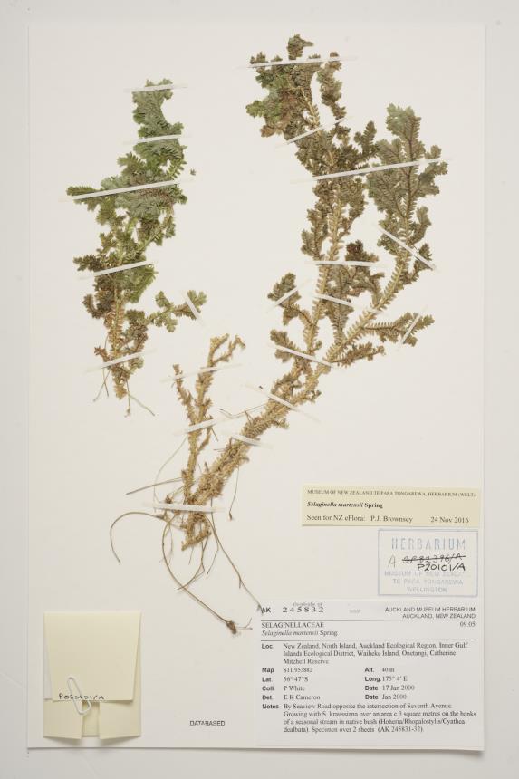 Flora of New Zealand | Taxon Profile | Selaginella martensii