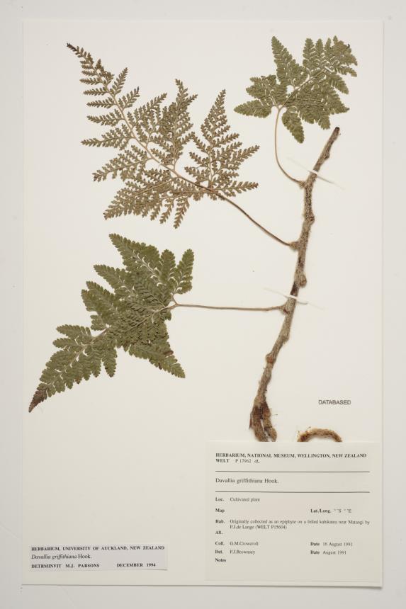 Flora of New Zealand | Taxon Profile | Davallia griffithiana
