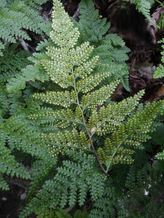 Flora of New Zealand | Taxon Profile | Davallia griffithiana