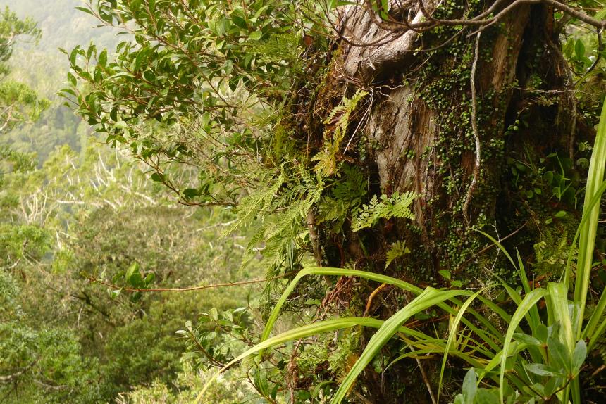 Flora of New Zealand | Taxon Profile | Davallia tasmanii subsp. cristata